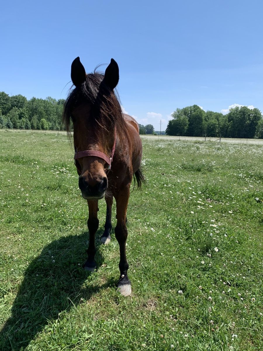 Meet the Herd - Black River Farm and Ranch