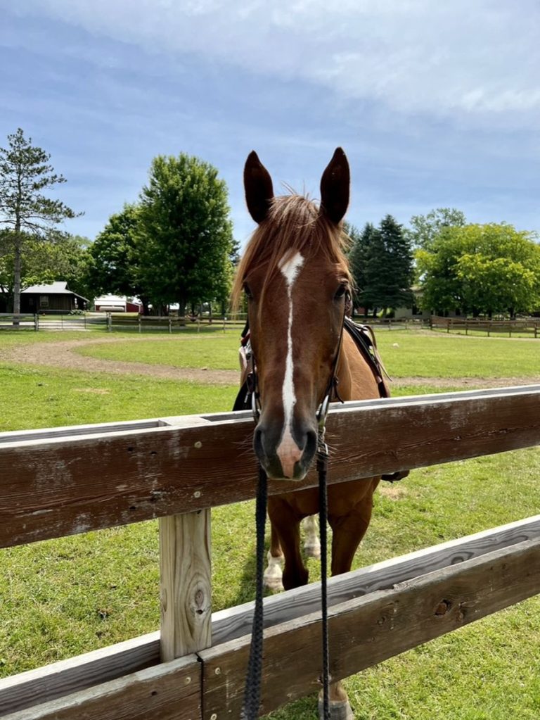 Meet the Herd - Black River Farm and Ranch