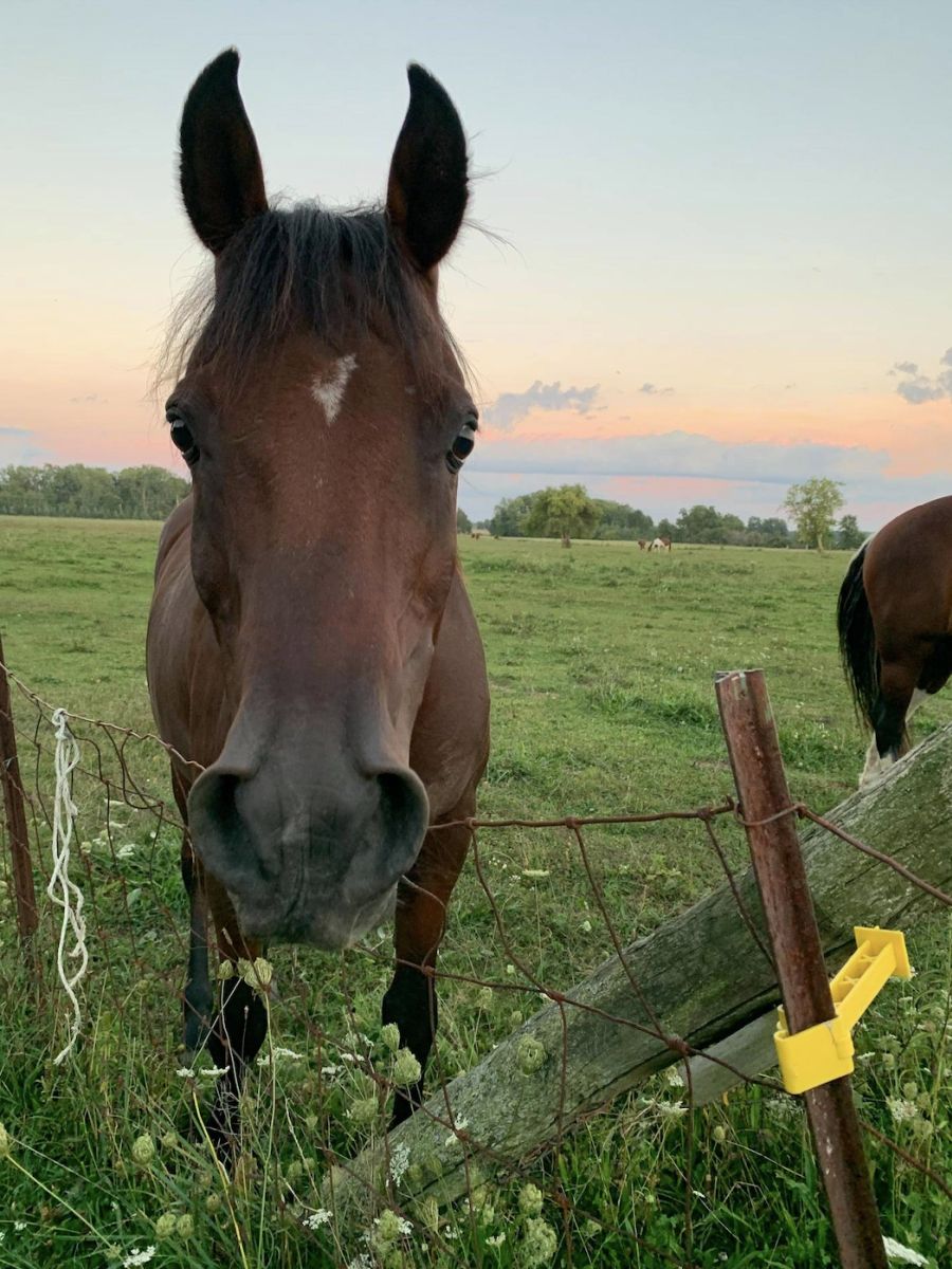 Meet the Herd - Black River Farm and Ranch