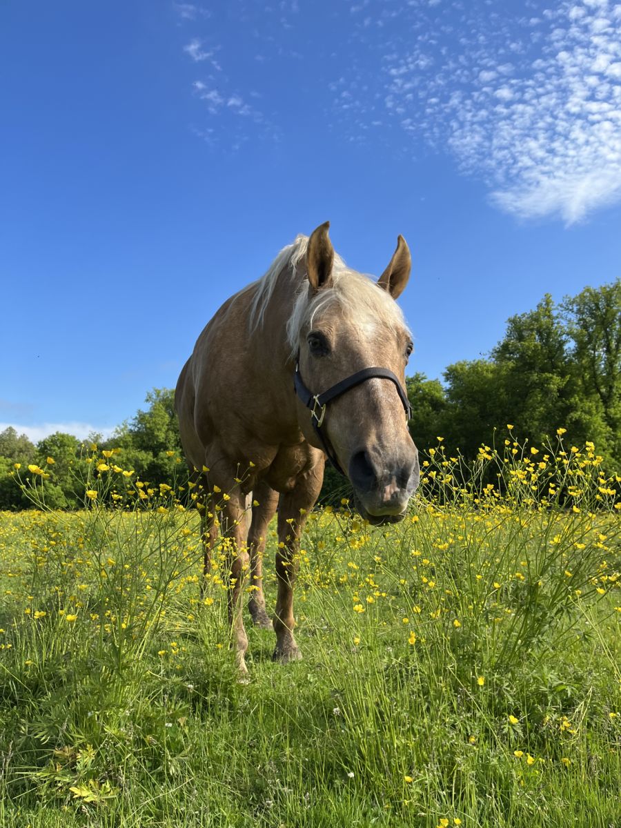 Meet the Herd - Black River Farm and Ranch