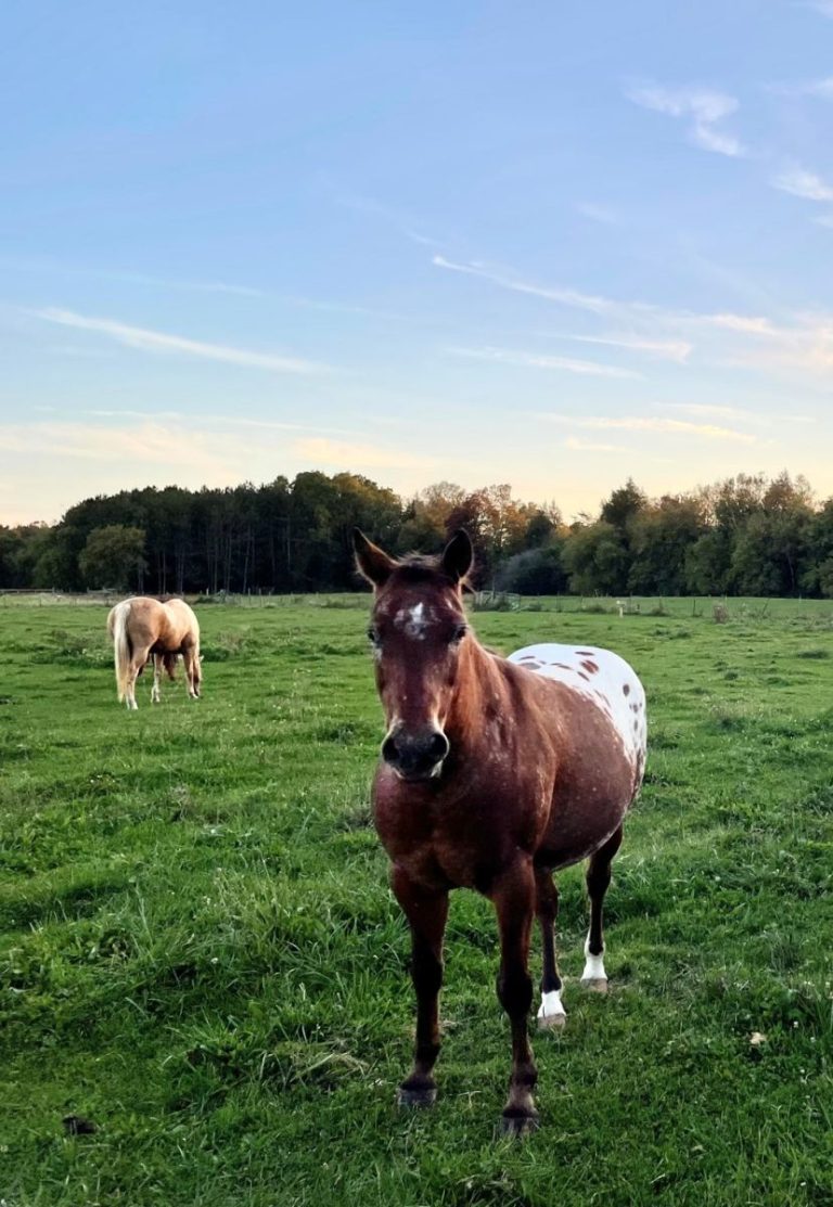 Meet the Herd - Black River Farm and Ranch