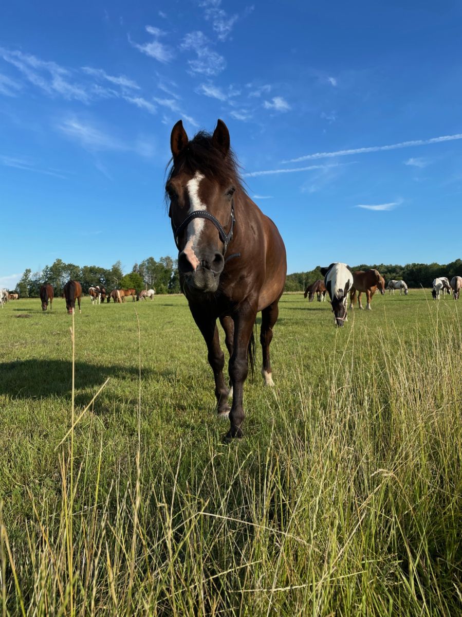 Meet the Herd - Black River Farm and Ranch