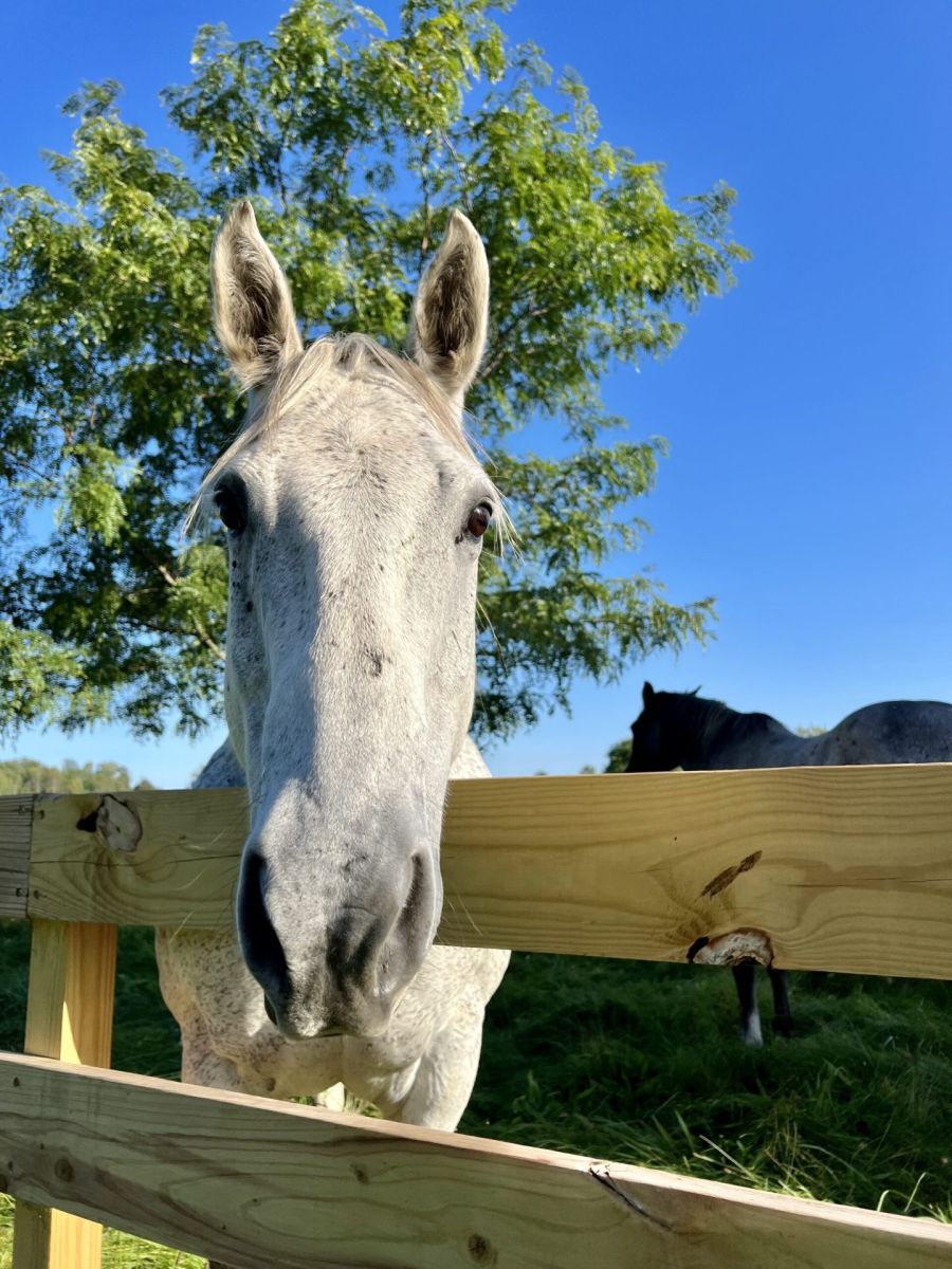 Meet the Herd - Black River Farm and Ranch