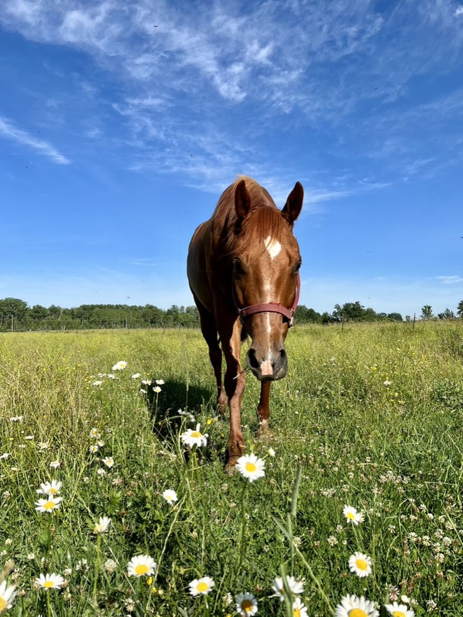 Meet the Herd - Black River Farm and Ranch