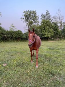 Meet the Herd - Black River Farm and Ranch