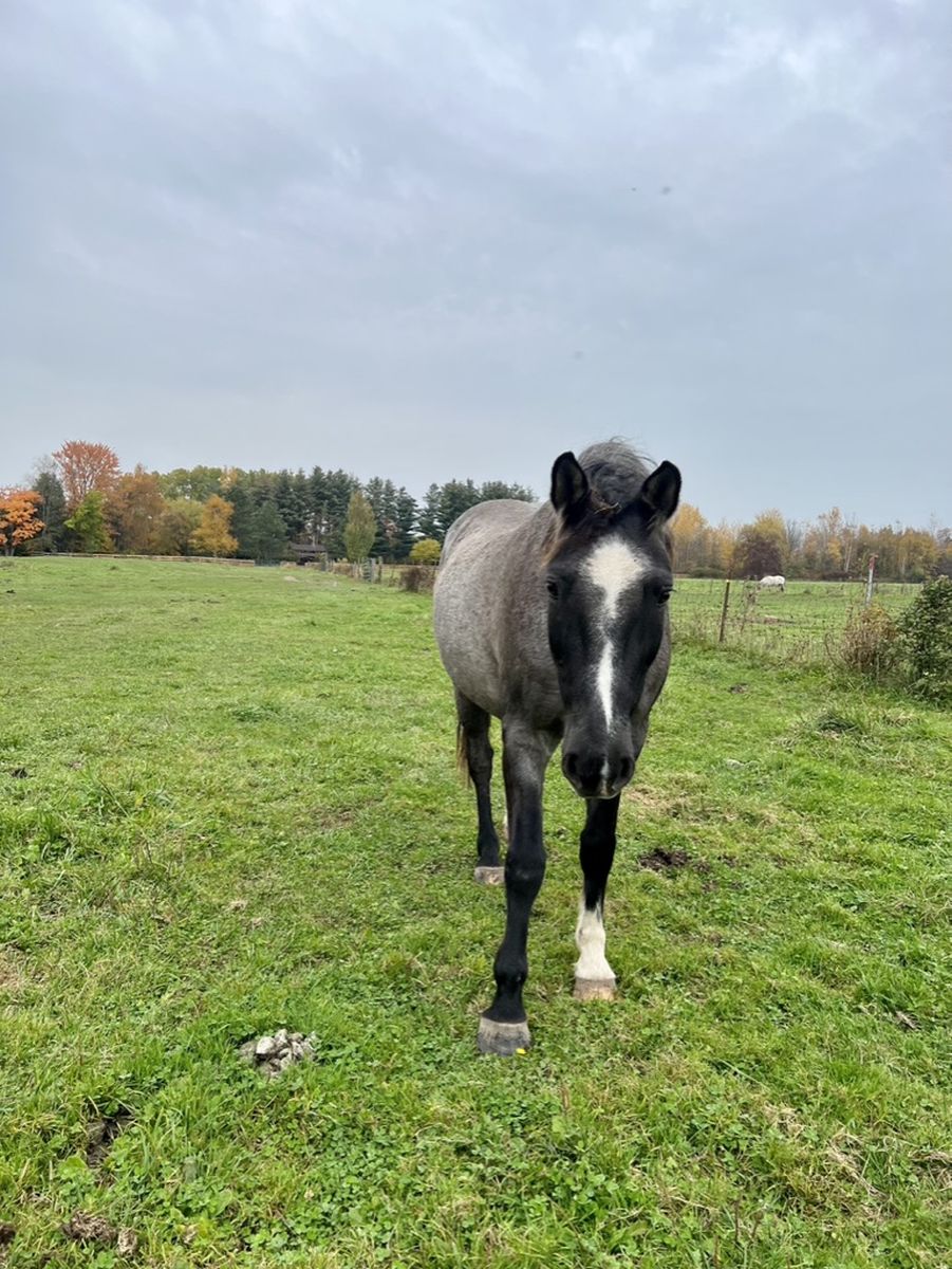 Meet the Herd - Black River Farm and Ranch
