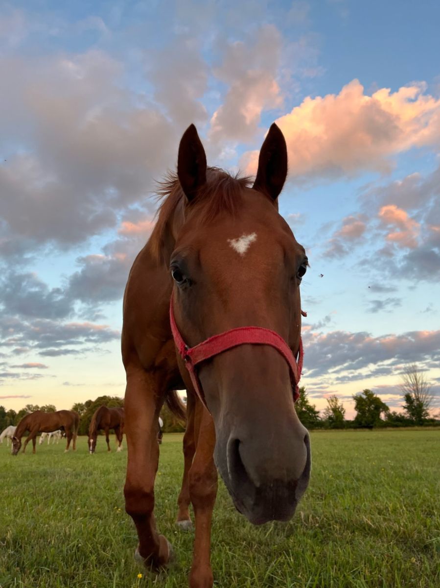 Meet the Herd - Black River Farm and Ranch
