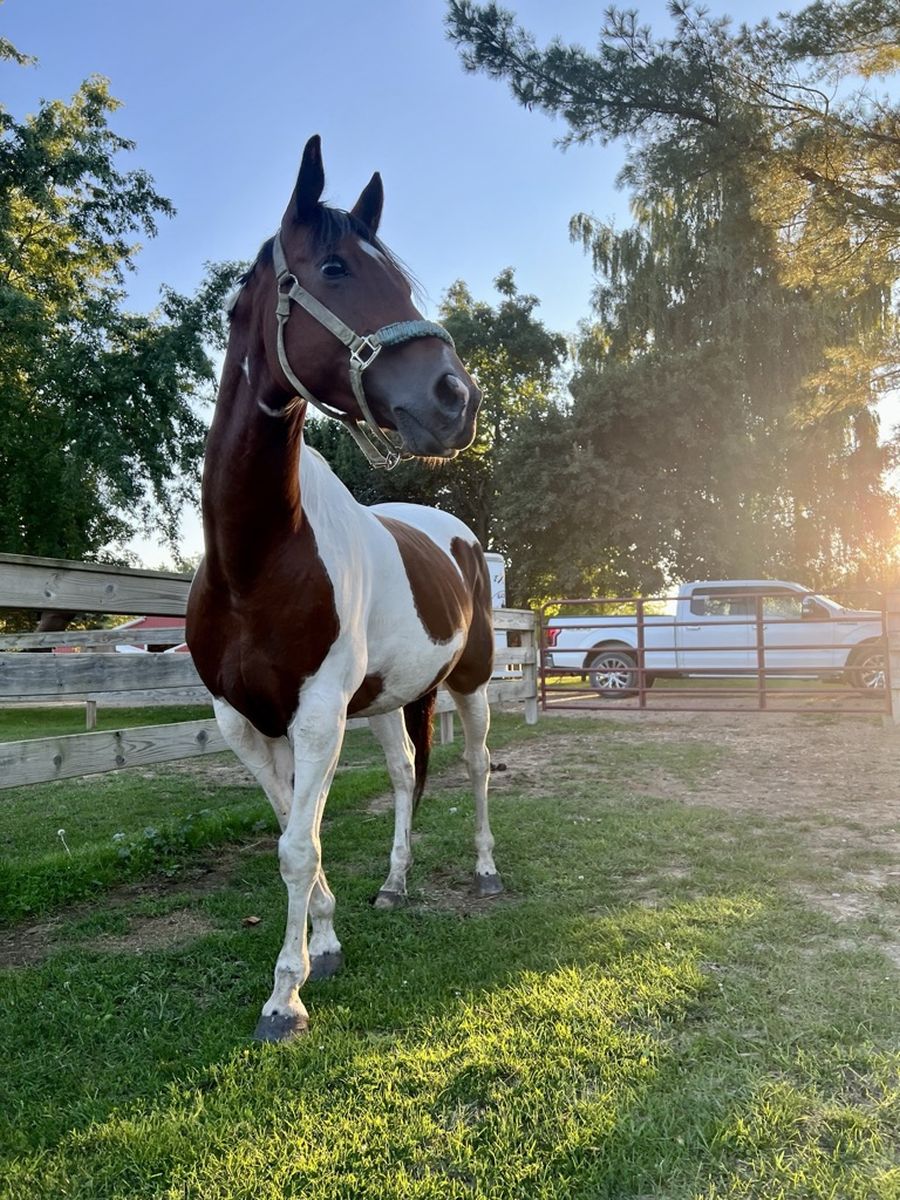 Meet the Herd - Black River Farm and Ranch
