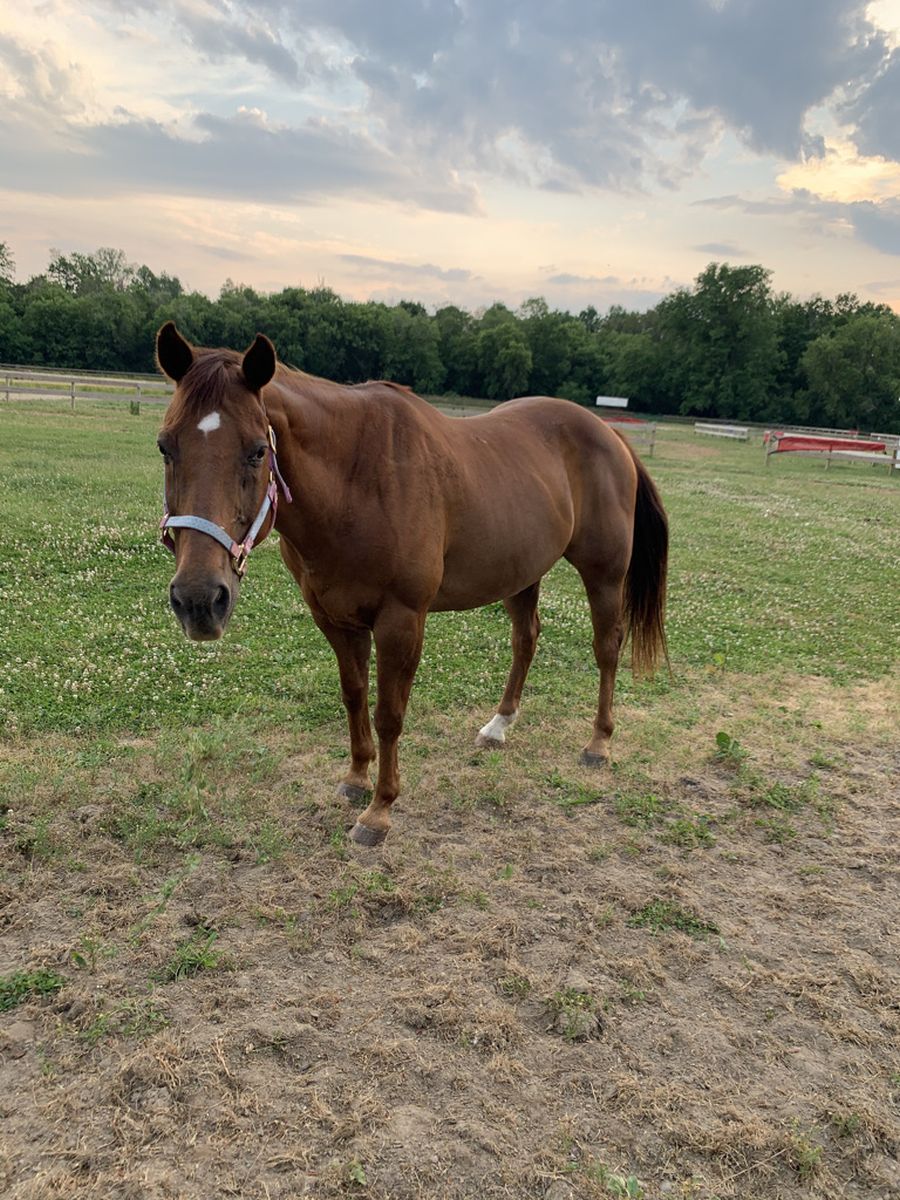 Meet the Herd - Black River Farm and Ranch