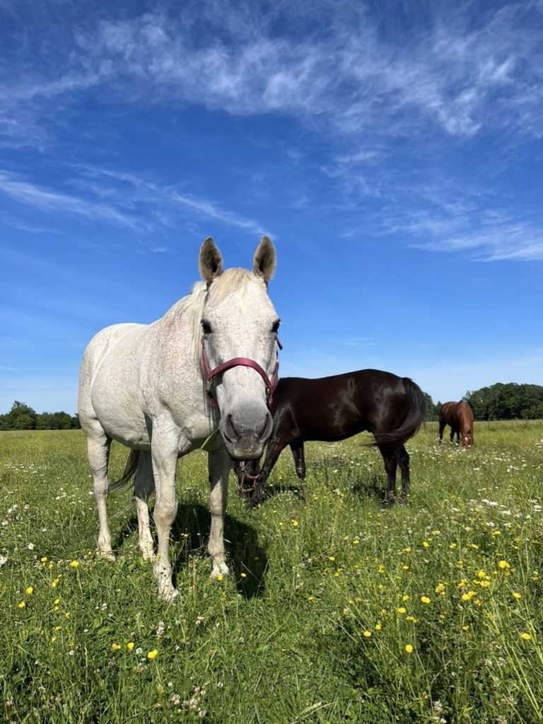 Meet the Herd - Black River Farm and Ranch