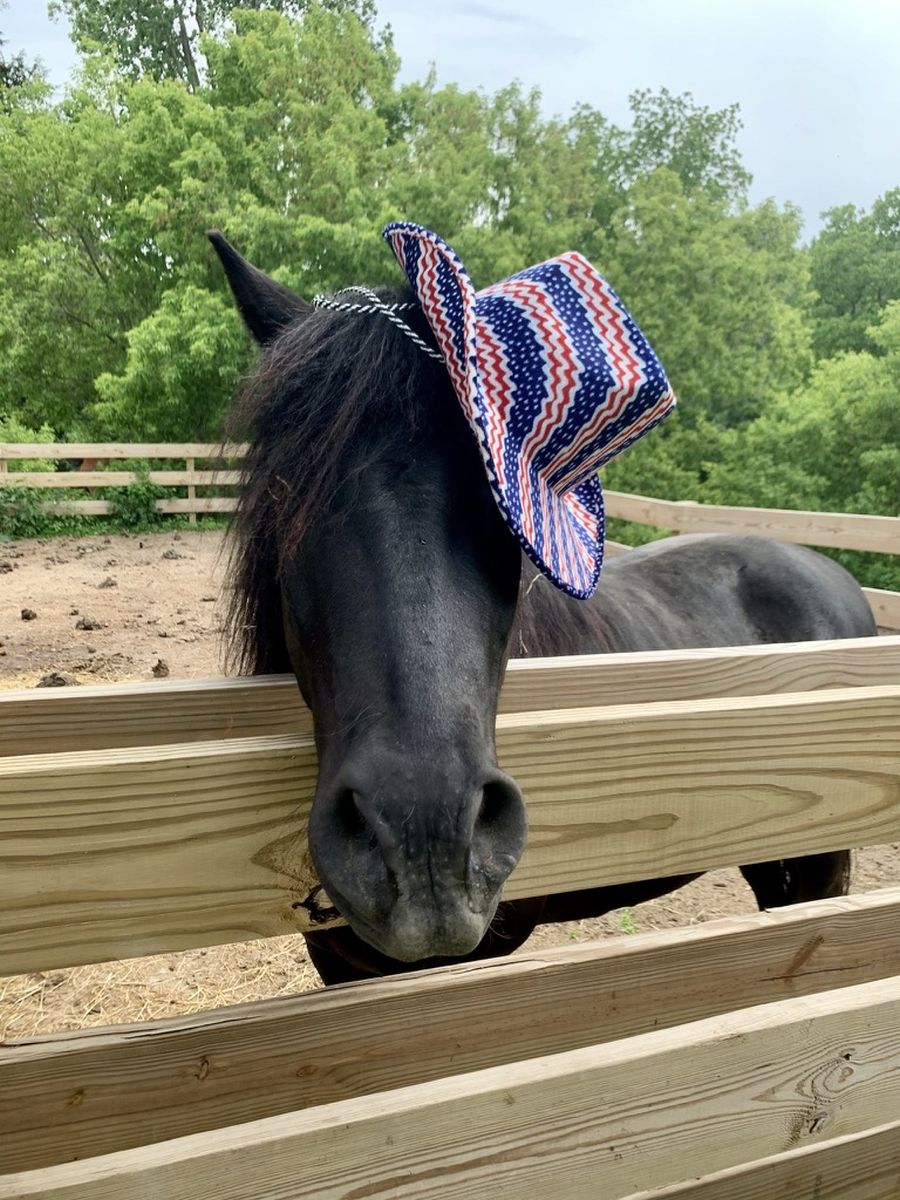 Meet the Herd - Black River Farm and Ranch