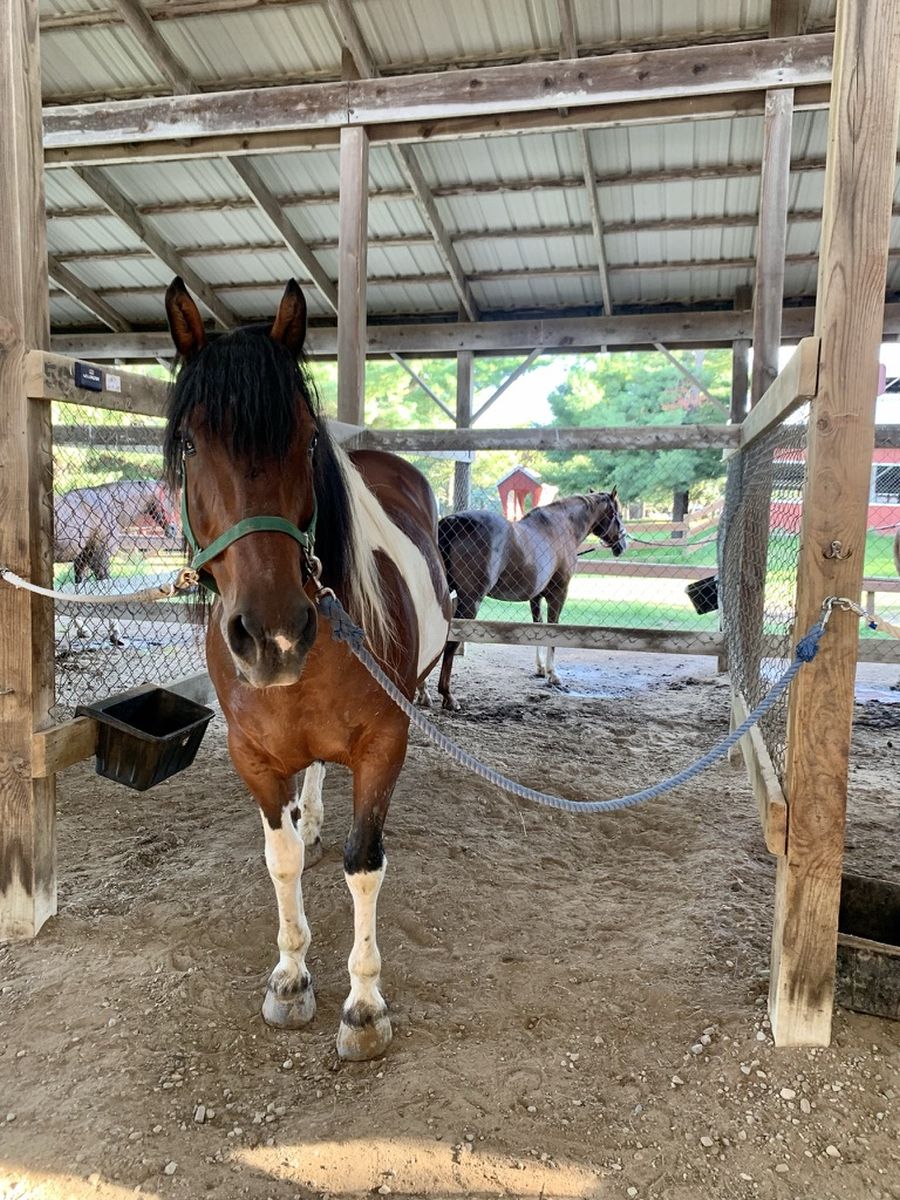 Meet the Herd - Black River Farm and Ranch