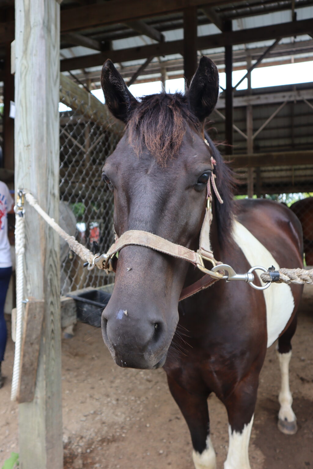 Meet the Herd - Black River Farm and Ranch