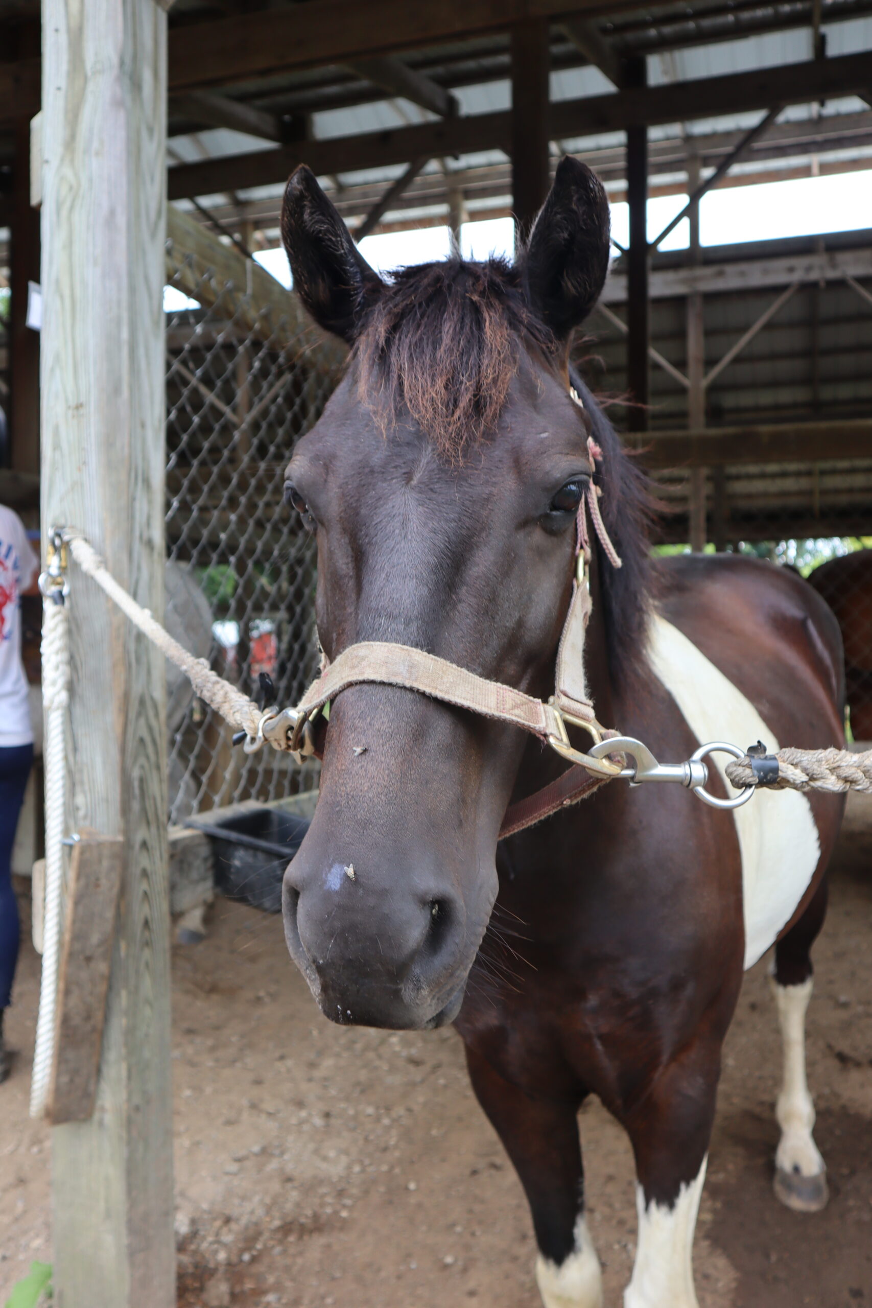 Meet the Herd - Black River Farm and Ranch
